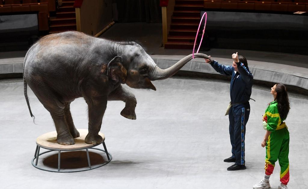 Bien-être animal: pour ou contre le référendum pour les animaux?