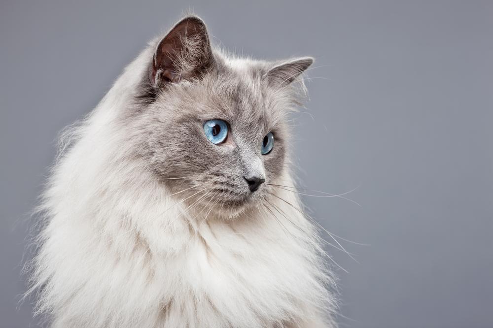 5 races de chats aux yeux bleus