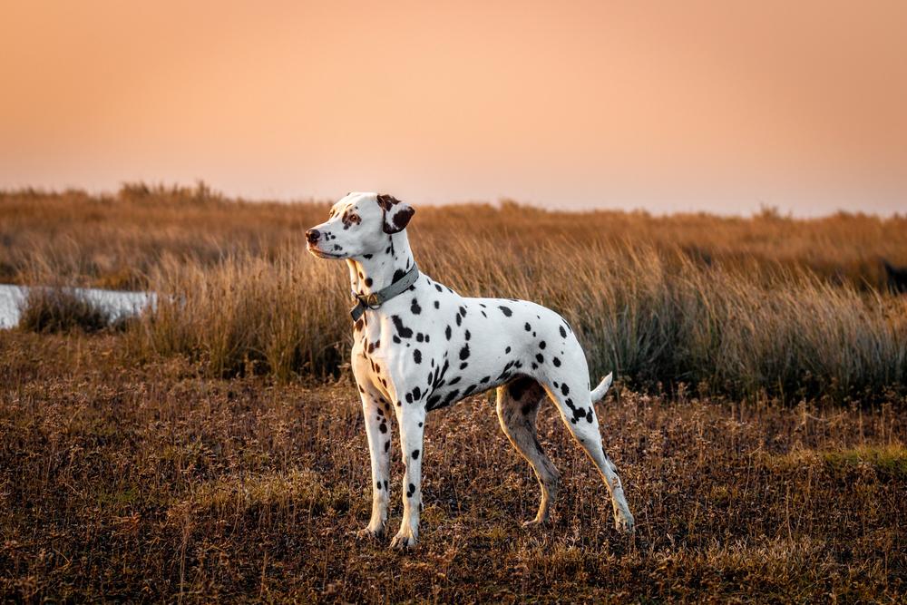 Les Plus Belles Races De Chiens