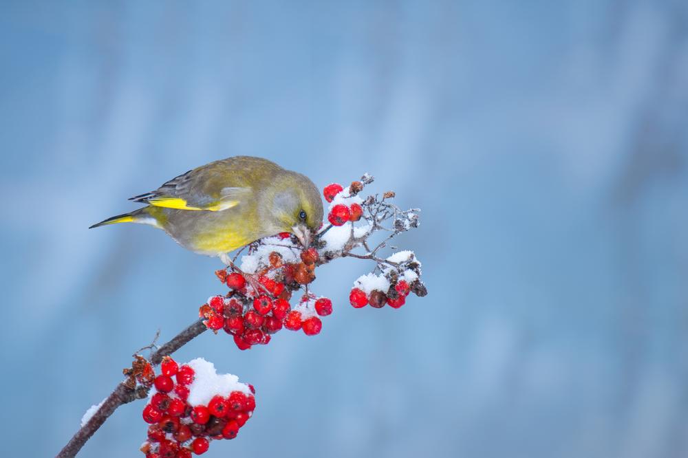 5 oiseaux à observer dans son jardin en hiver