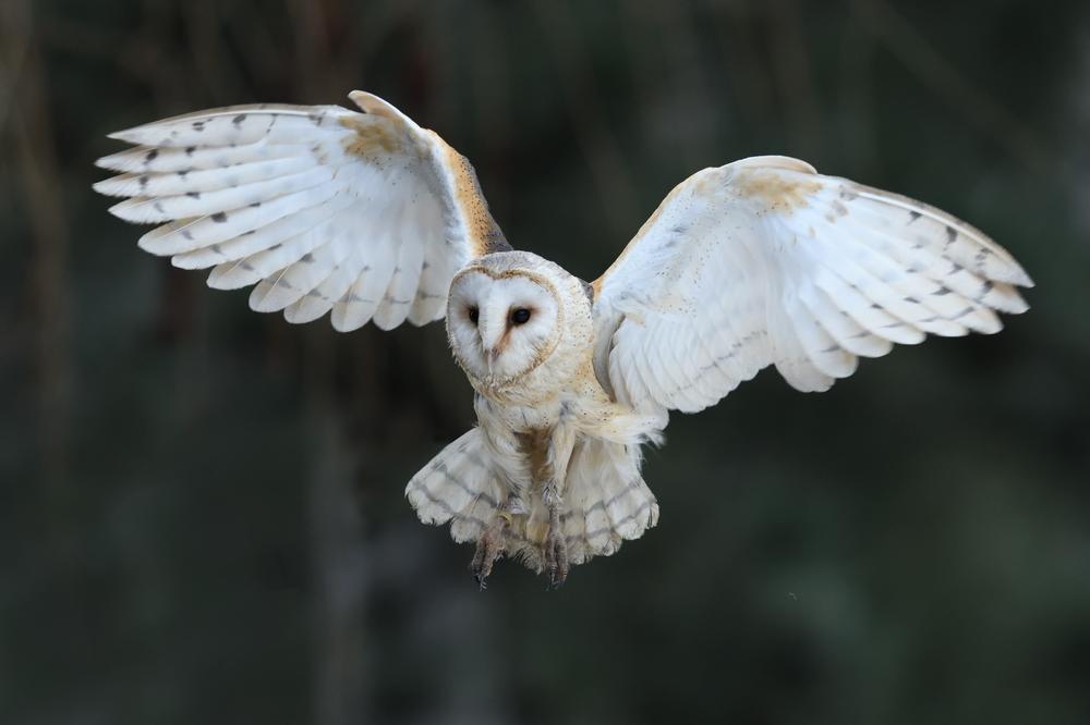 La chouette : ce qu'il faut savoir sur cet oiseau