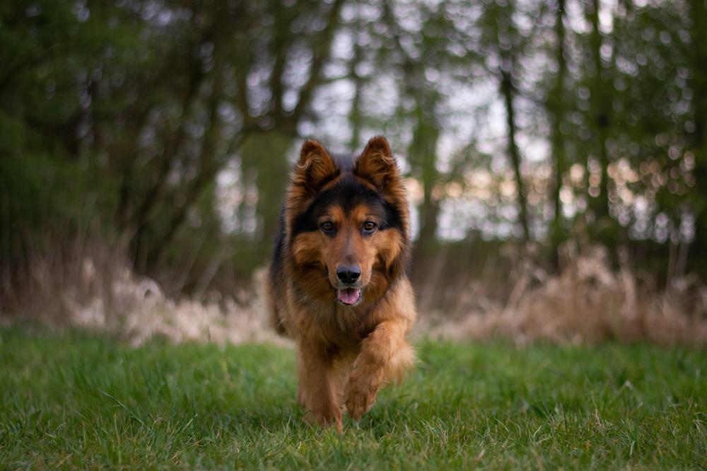 Découvrez 5 races de chiens de berger