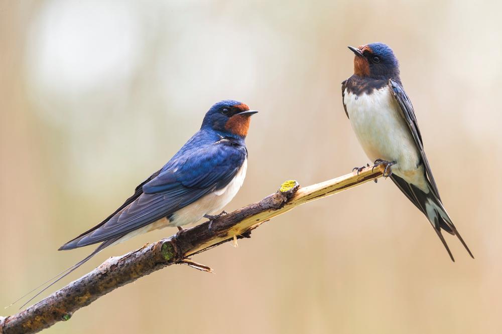 5 oiseaux à observer dans son jardin au printemps
