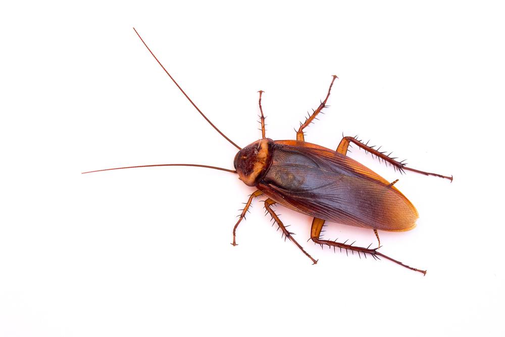 Comment identifier les insectes les plus courants dans la maison