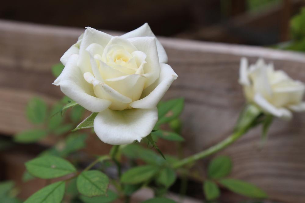 7 fleurs blanches pour un jardin élégant