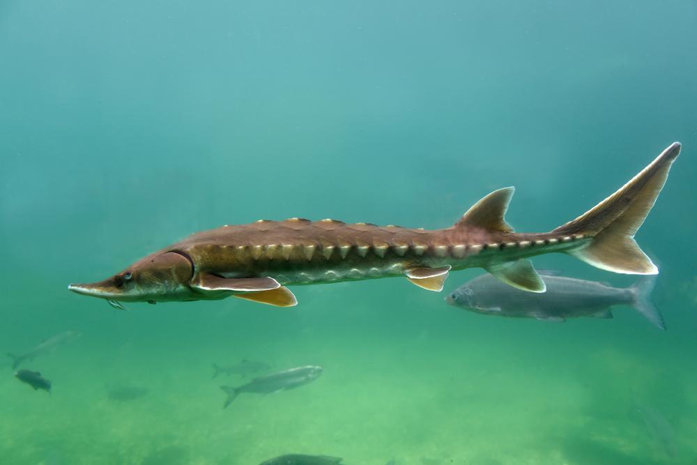 Quels poissons choisir pour un bassin extérieur