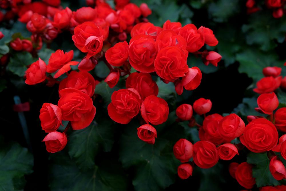 6 fleurs rouges pour un jardin flamboyant
