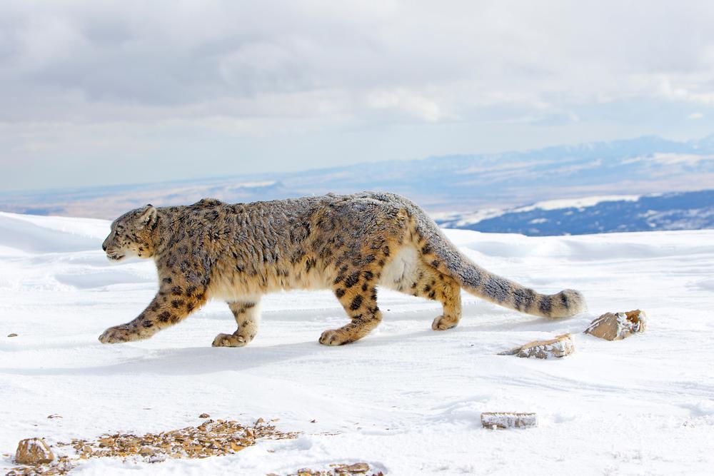 5 animaux sauvages qui supportent le froid