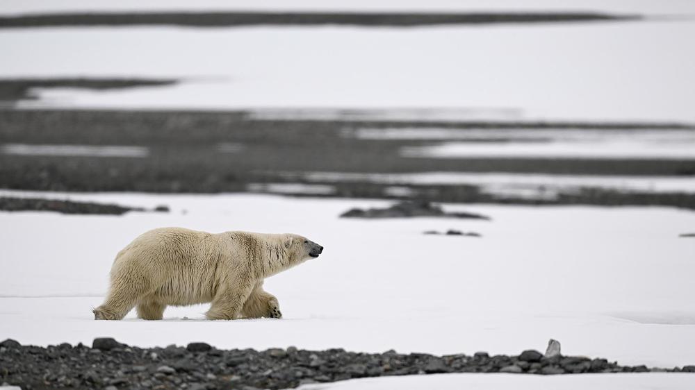 Embarquez pour des croisières polaires inoubliables avec Grands Espaces