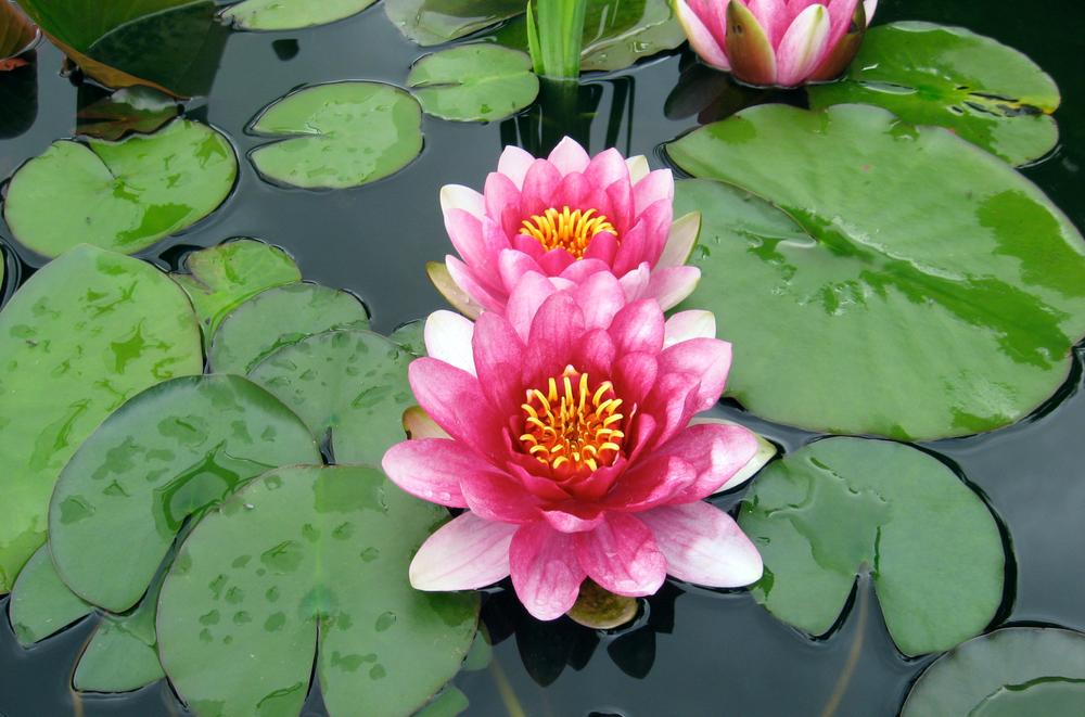 Découvrez 10 fleurs roses pour votre jardin