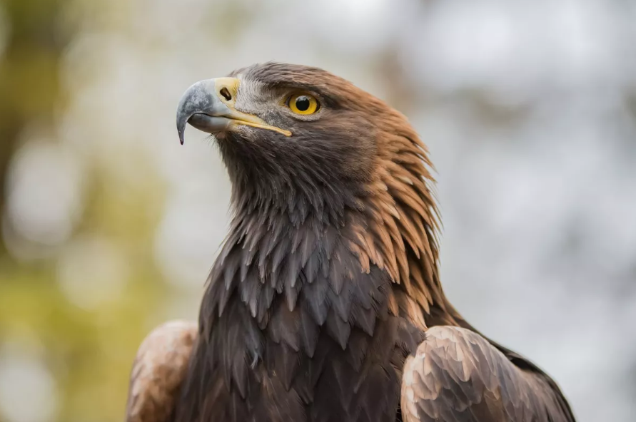 5 espèces de rapaces qu'on peut apercevoir en France