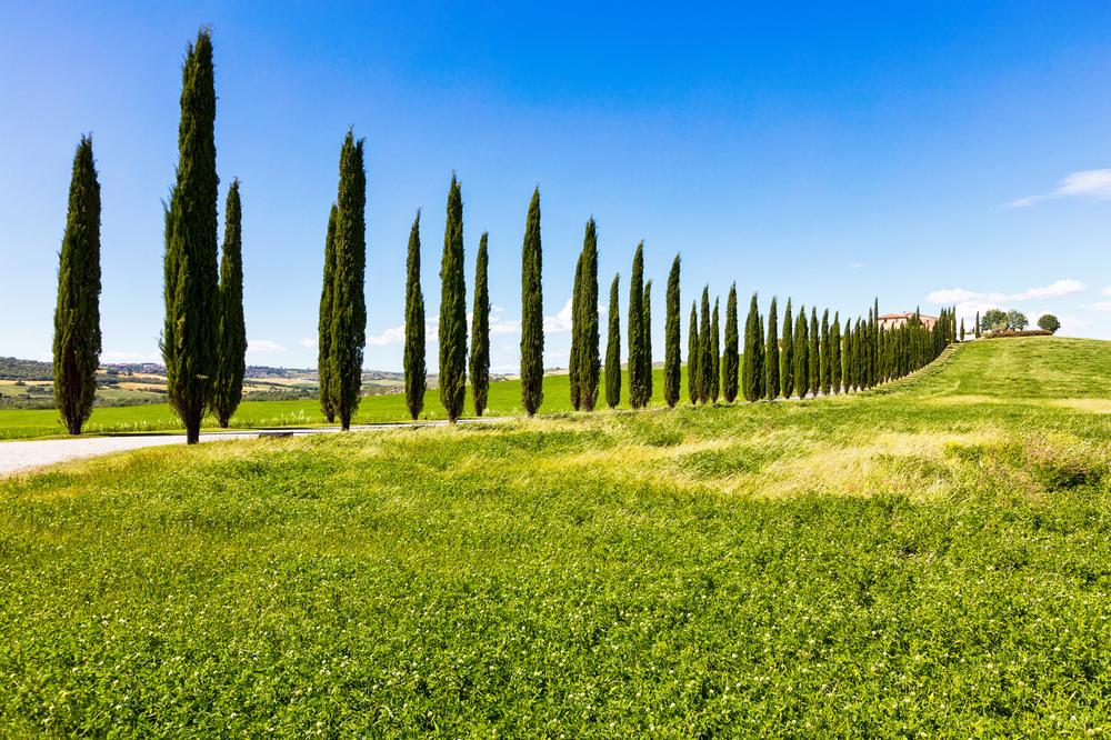 Quels sont les arbres à planter en septembre