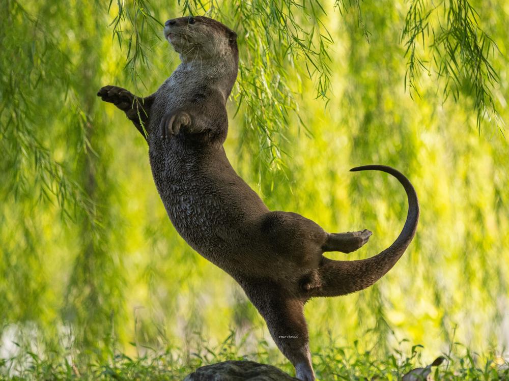 Des photos drôles d’animaux sauvages : voici les finalistes des Comedy ...
