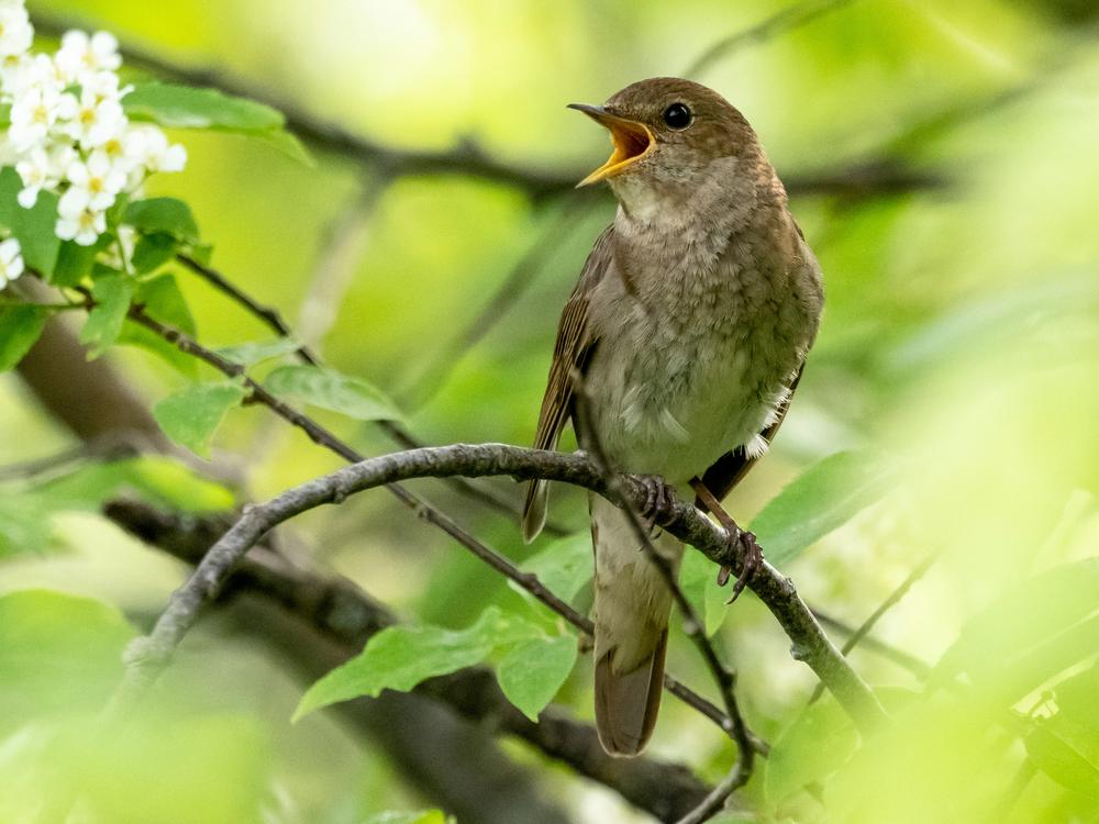 Quels sont les oiseaux qui annoncent le printemps