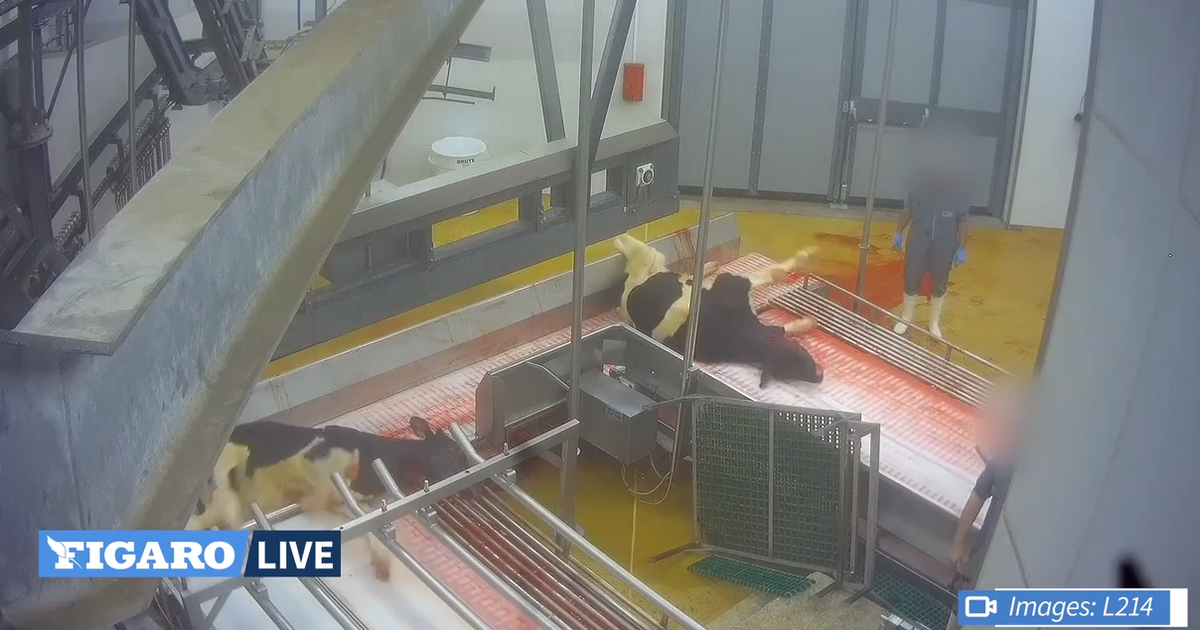 Abattoir Sobeval: L214 diffuse des e-mails qui embarrassent le ...