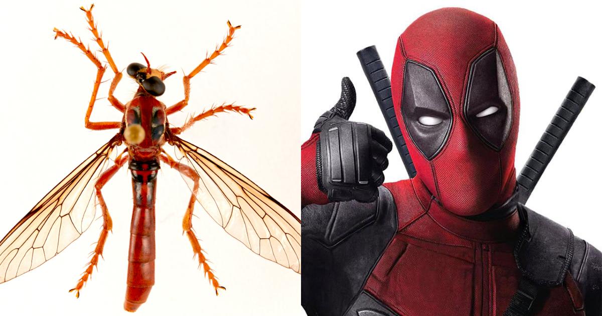 Deadpool, Thor, Loki... Des scientifiques donnent des super-noms à cinq ...