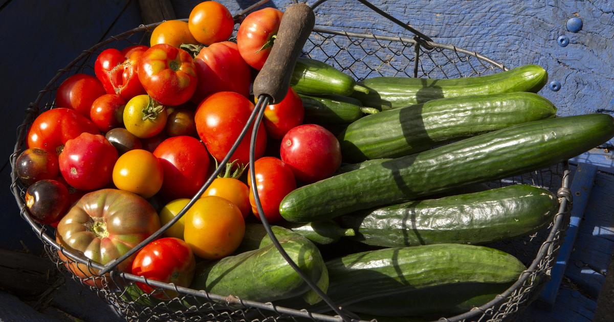Un virus s'attaquant aux courgettes, concombres et melons détecté en France