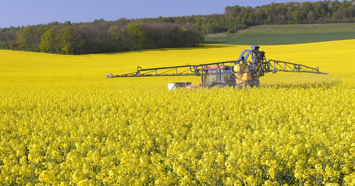Dijon : trois militants anti-OGM mis en examen pour destruction de colza
