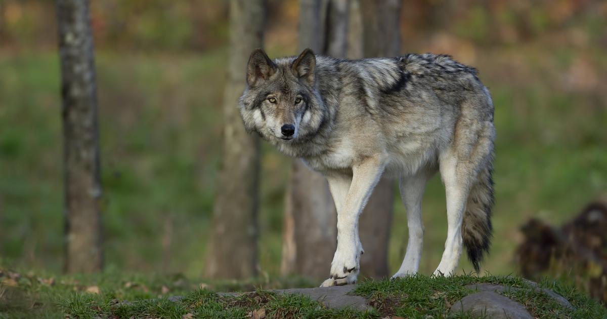 Alpes-de- Haute-Provence : une meute de loups attaque un troupeau de ...