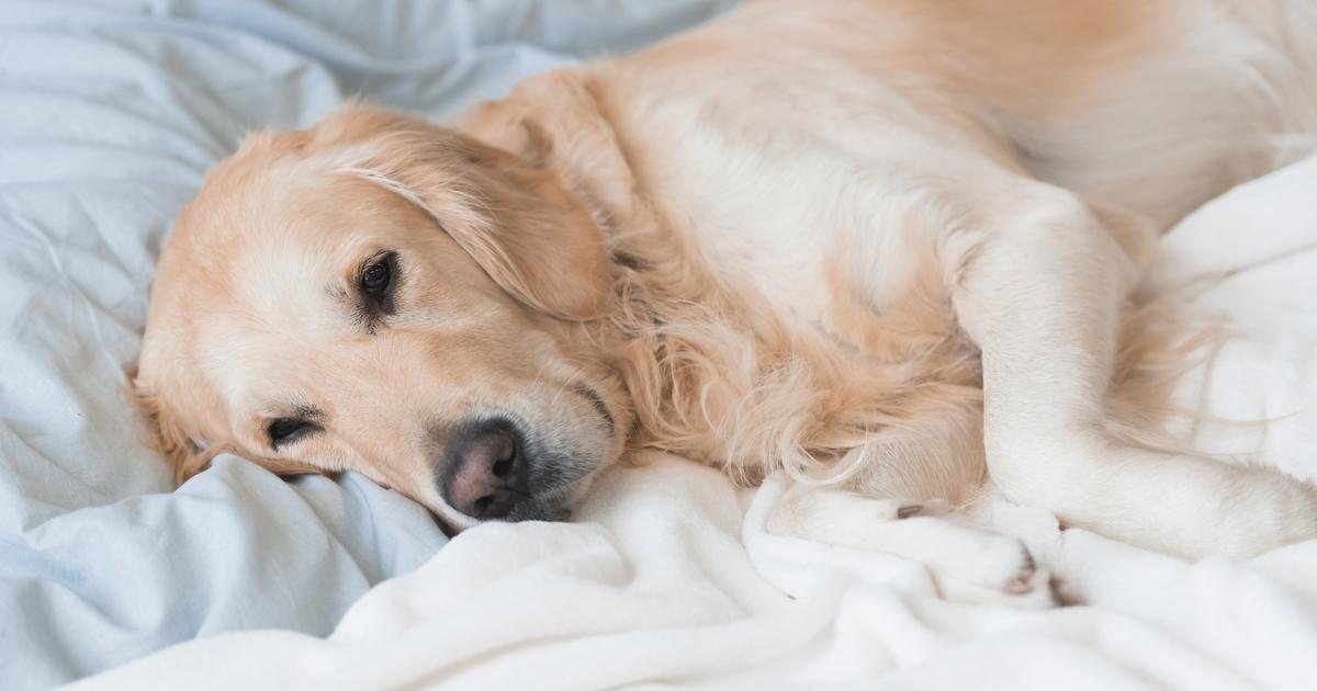 Découvrez les races de chiens les plus calmes