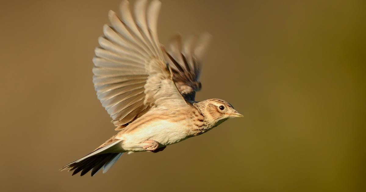 Niais, un mot qui a totalement changé de sens
