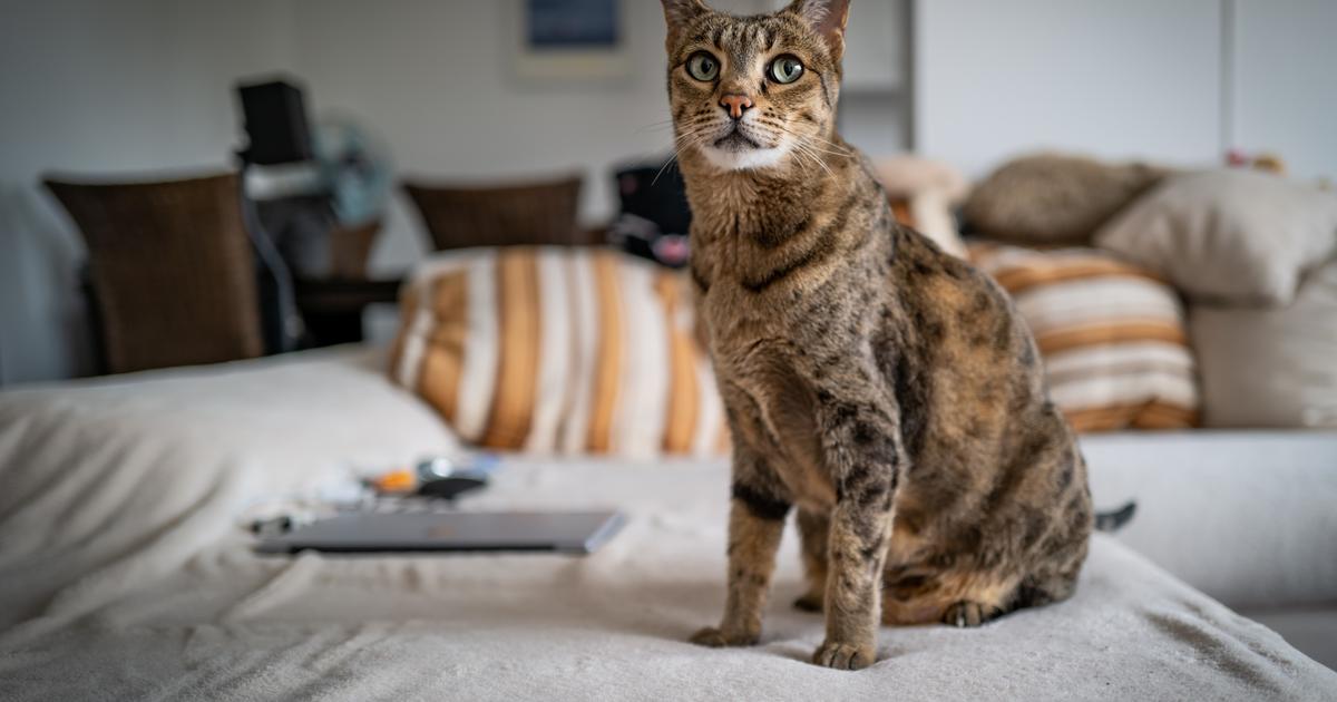 5 races de grands chats à découvrir