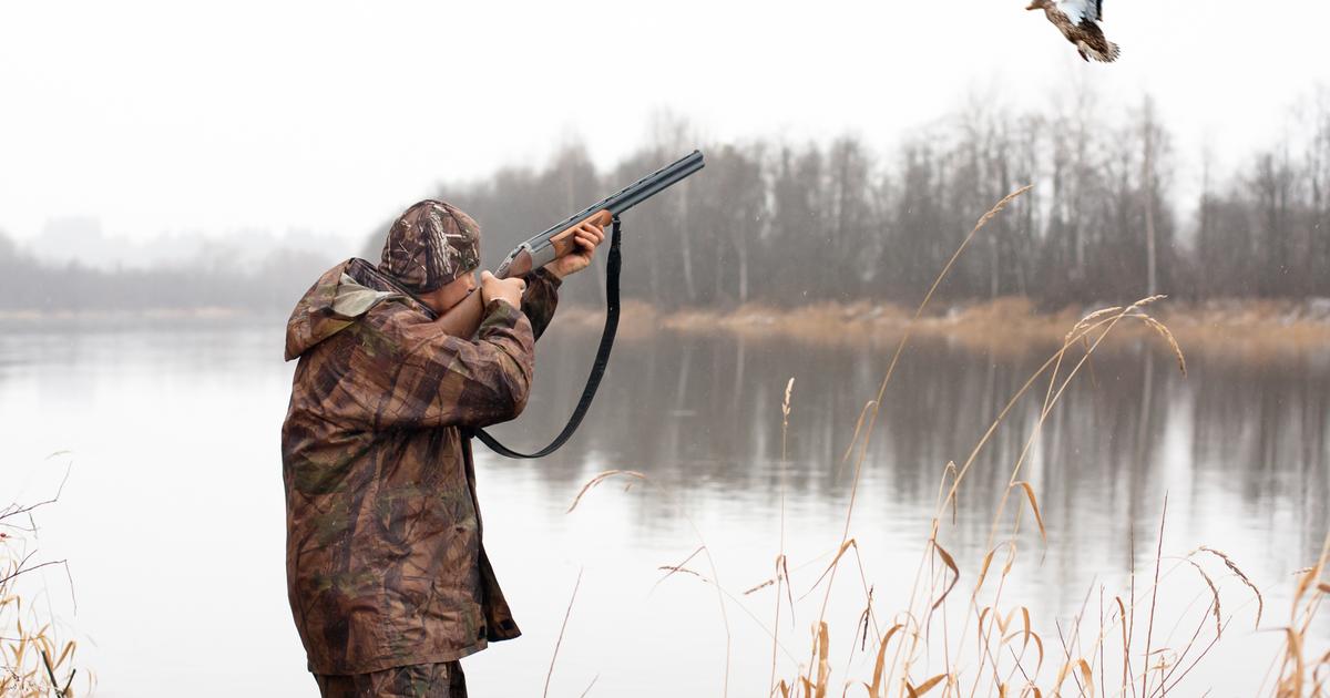 Le gouvernement veut réautoriser des chasses traditionnelles d'oiseaux