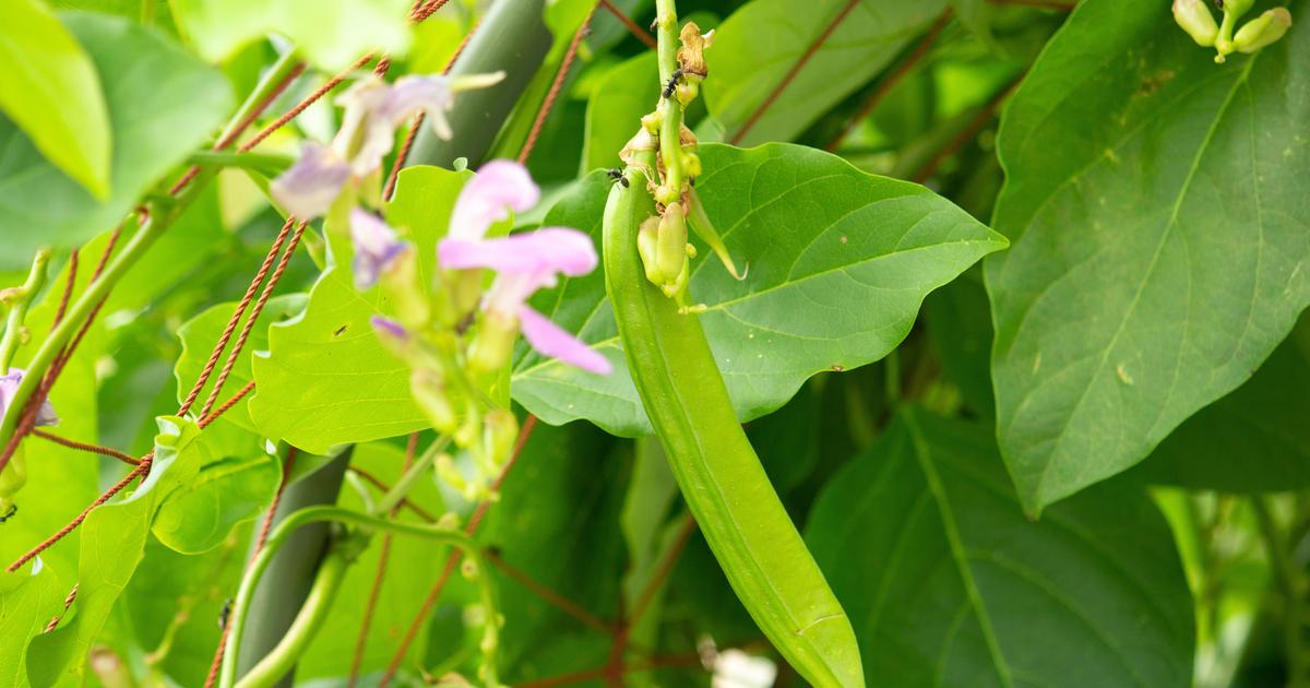 Haricot sabre: comment cultiver ce légume méconnu