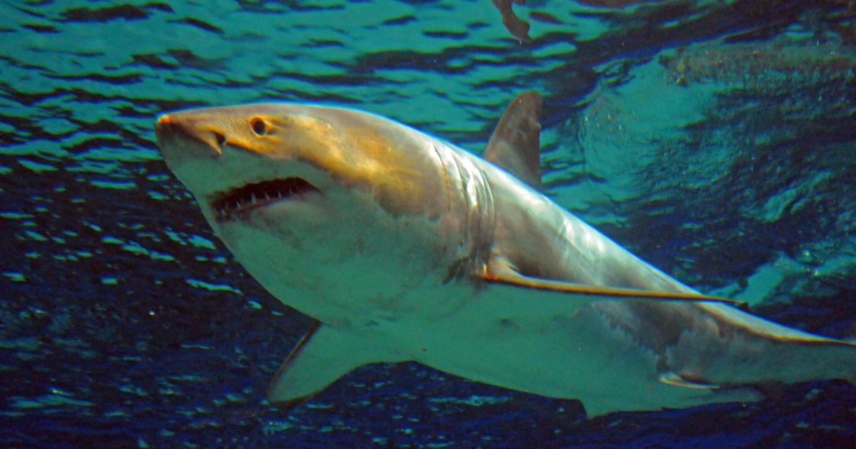 Un médecin surfeur découvre comment sauver d'une morsure de requin