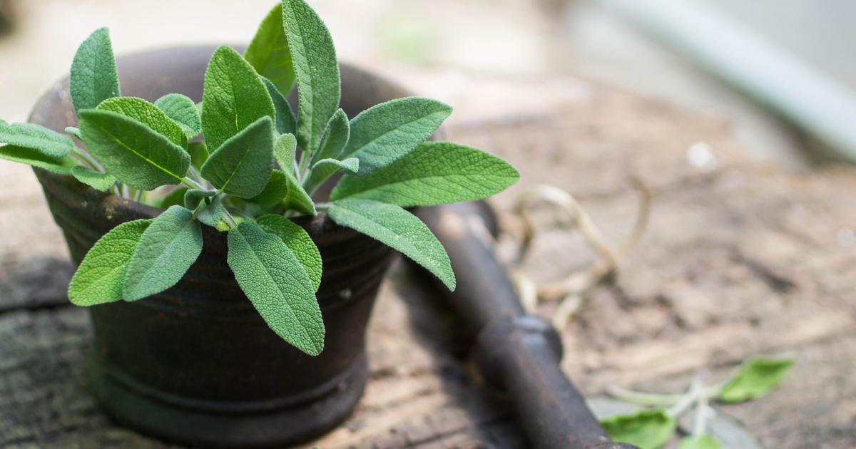 Sauge recettes traditionnelles : sublimez vos plats