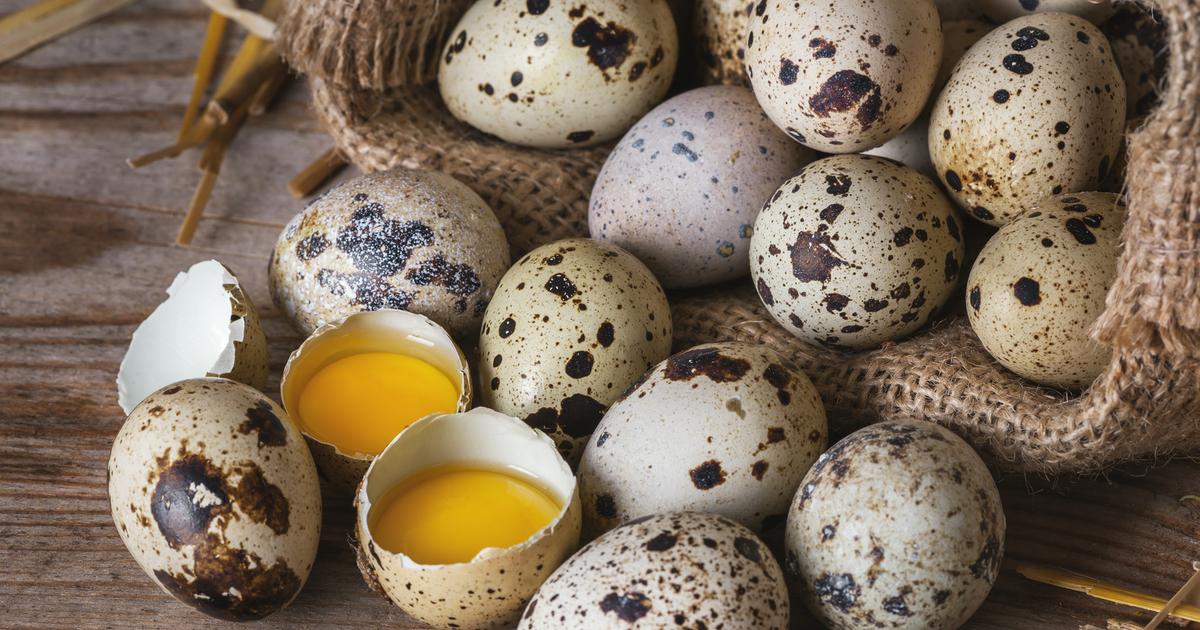 œuf de caille recettes traditionnelles : sublimez vos plats