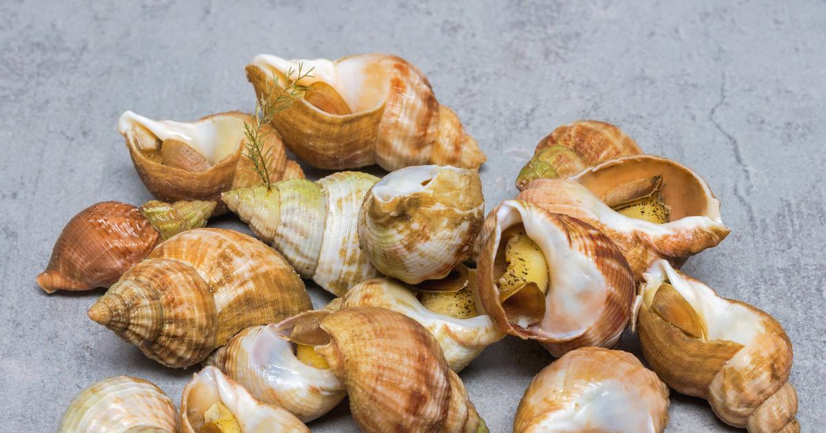 Bulot recettes traditionnelles : sublimez vos plats