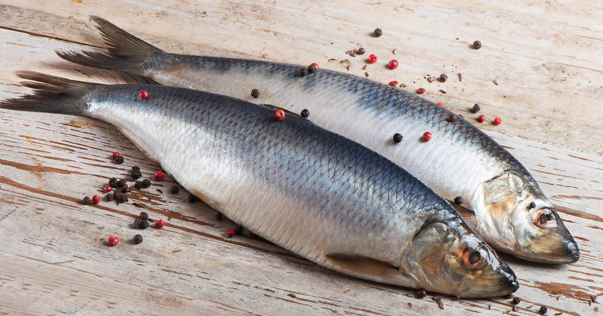Hareng recettes traditionnelles : sublimez vos plats
