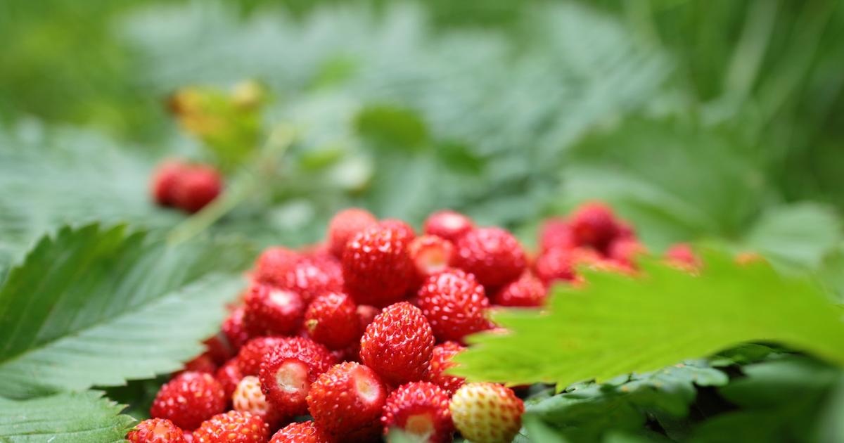 Fraise des bois recettes traditionnelles : sublimez vos plats