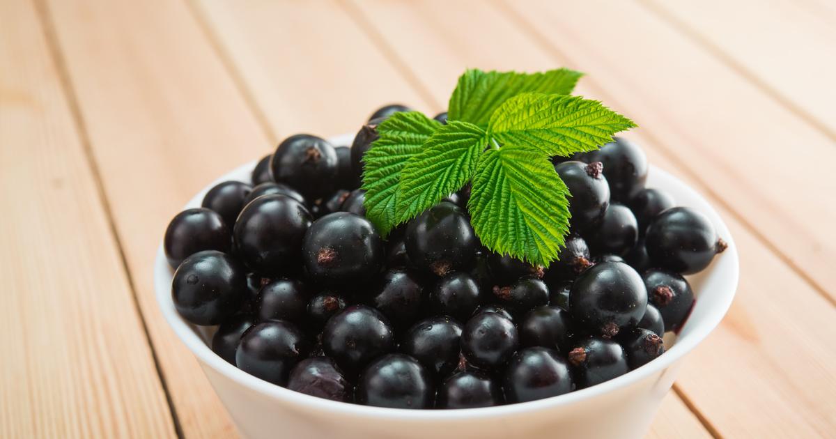 Cassis recettes traditionnelles : sublimez vos plats