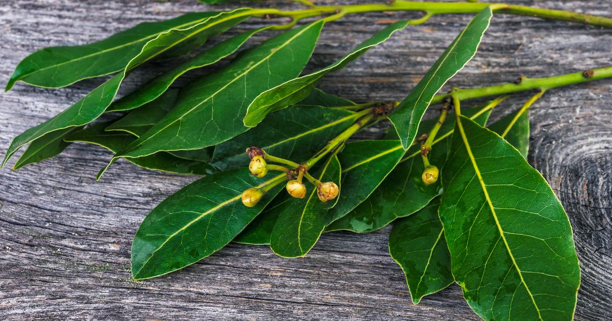 Laurier recettes traditionnelles : sublimez vos plats