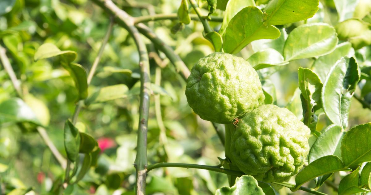 Citron combava recettes traditionnelles : sublimez vos plats