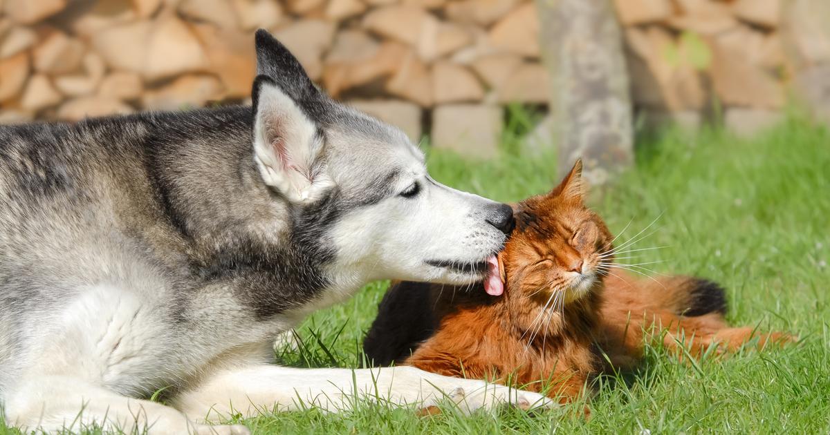 Animaux domestiques : combien de millions d'amis