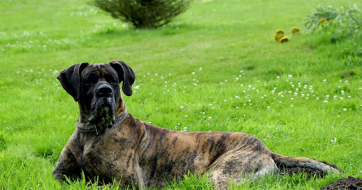 Dogue allemand : origine, taille et caractère