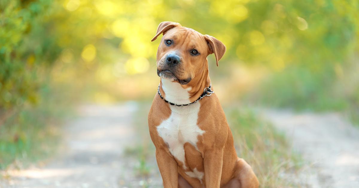 Découvrez 5 races de chiens de guerre