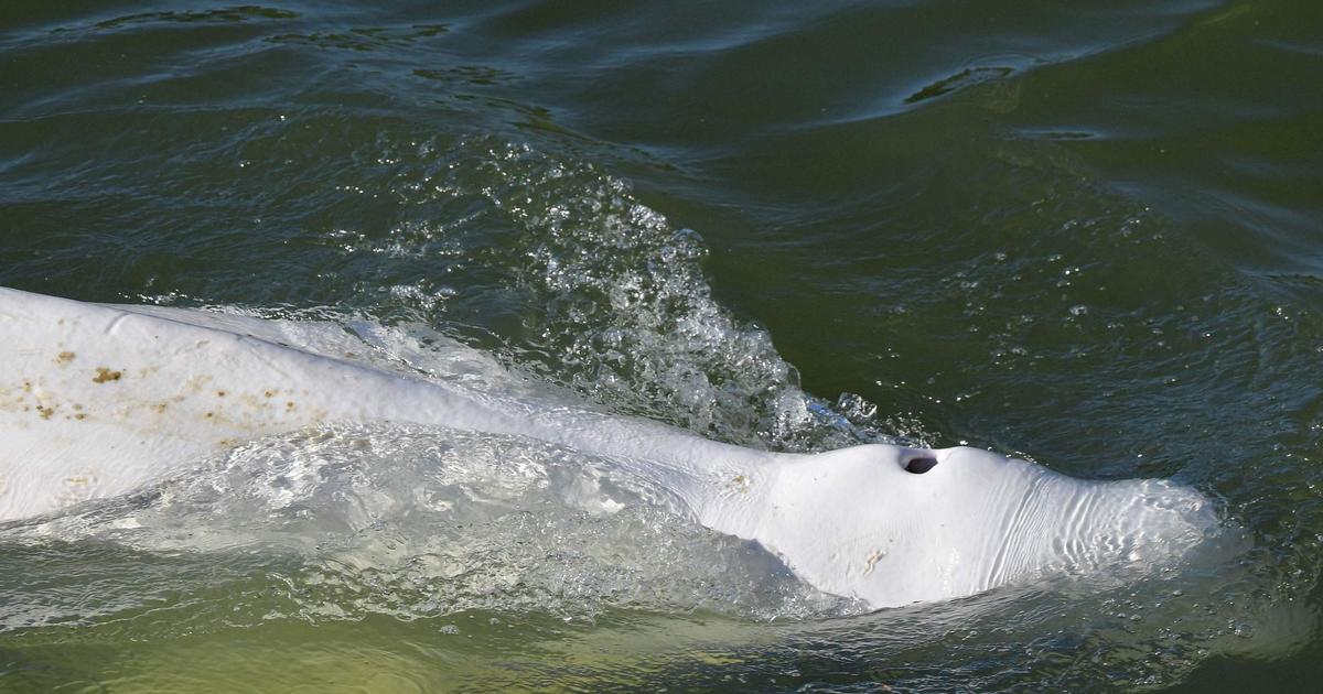 Sur la Seine, opération béluga à haut risque