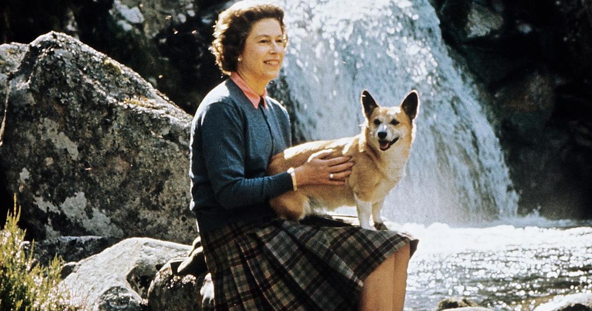 Jamais sans mon corgi : plongée dans la grande vie des chiens adorés d ...