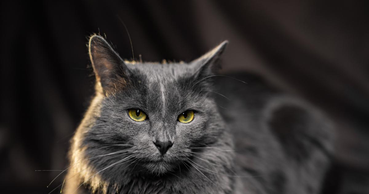 Nebelung : origine, taille et caractère
