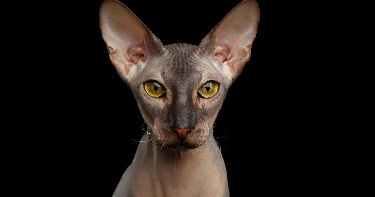 Le Peterbald : origine, taille et caractère