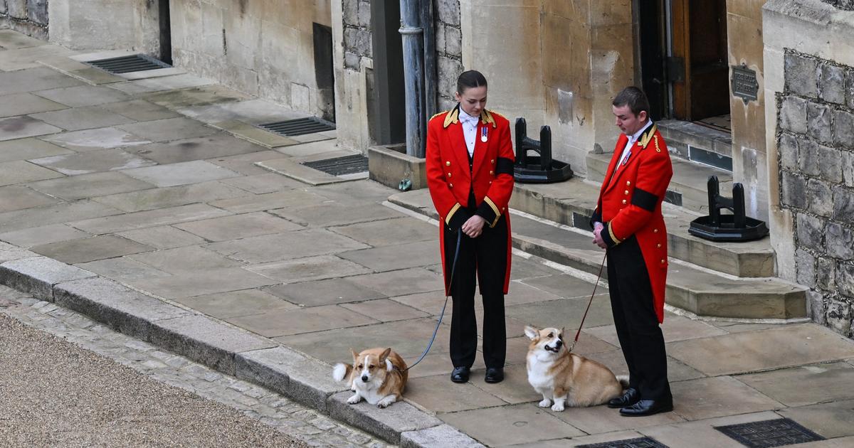 On the steps of Windsor, the Queen's corgis, Susan and Muick, also say ...