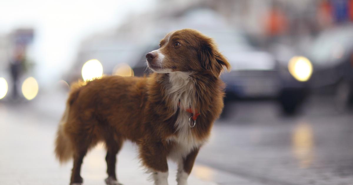 Chien perdu : que faire