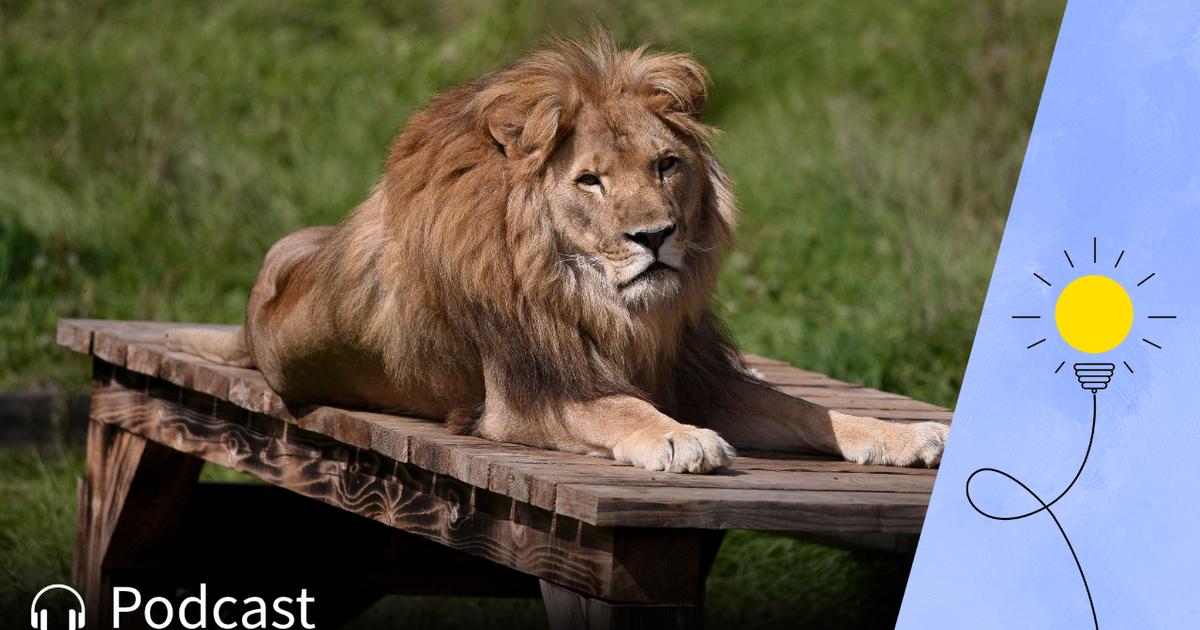 Les animaux sont-ils de simples machines