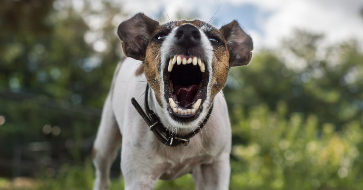 Chien agressif : comment l'apaiser