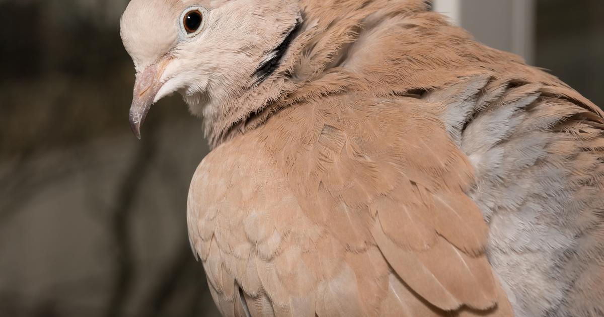 Tourterelle domestique : comment élever cet oiseau