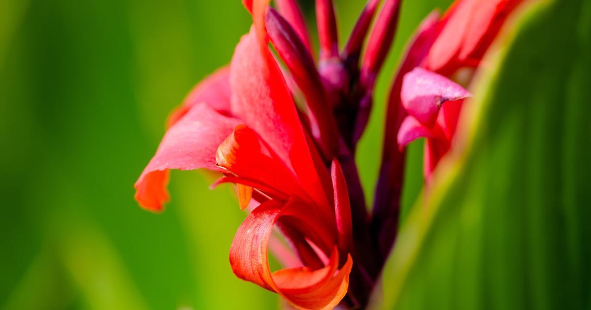 6 fleurs rouges pour un jardin flamboyant